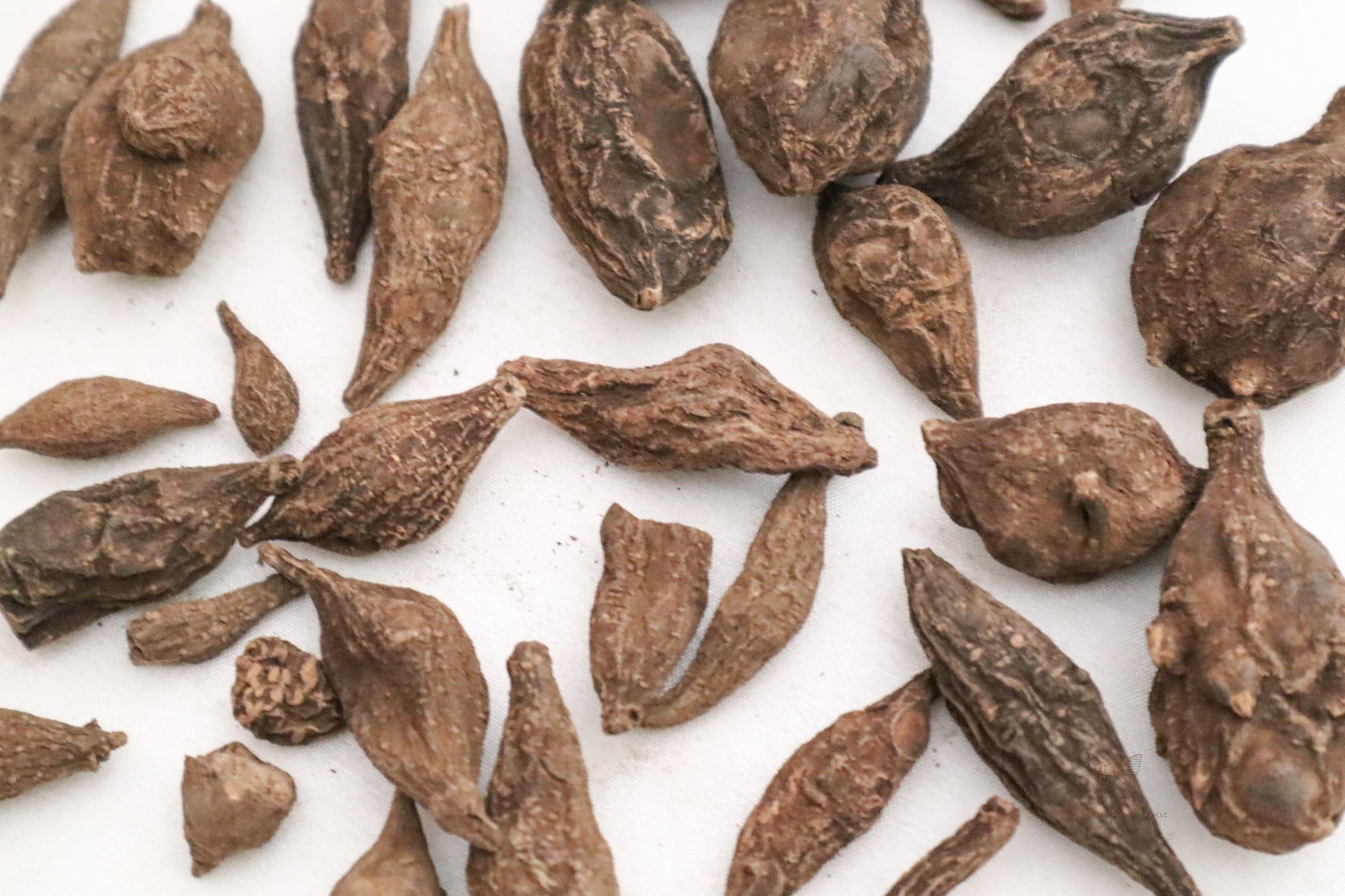 High John The Conqueror Whole Root – Shop Cosmic Healing